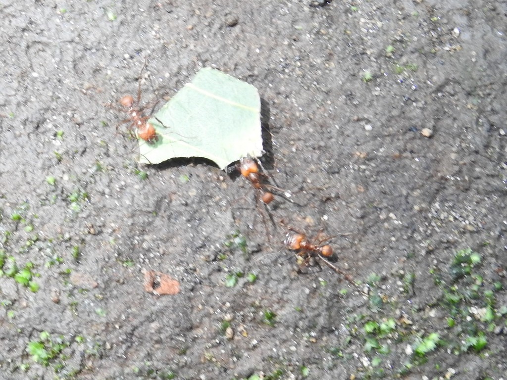 Hairy-headed leafcutter ant from finca la Gracia on September 27, 2020 at 10:35 AM by Heidi ...