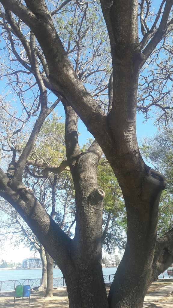 Pacara Earpod Tree from Villa María, Córdoba, Argentina on September 28 ...