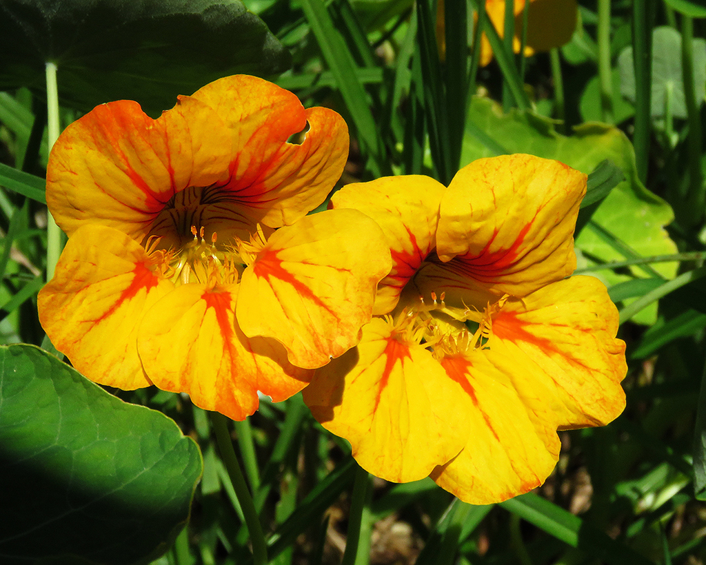 Significado De La Flor De Capuchina Capuchina: Secreto Natural Para