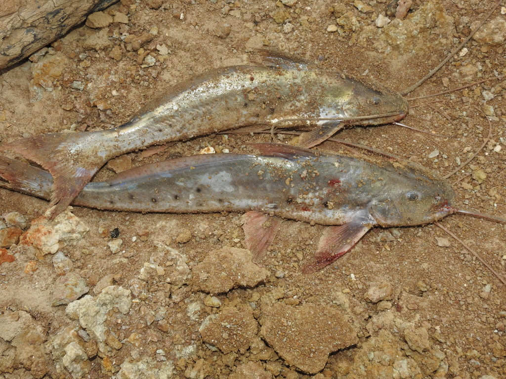 Vulture Catfish from Boca do Acre, Amazonas, Brazil on September 21 ...