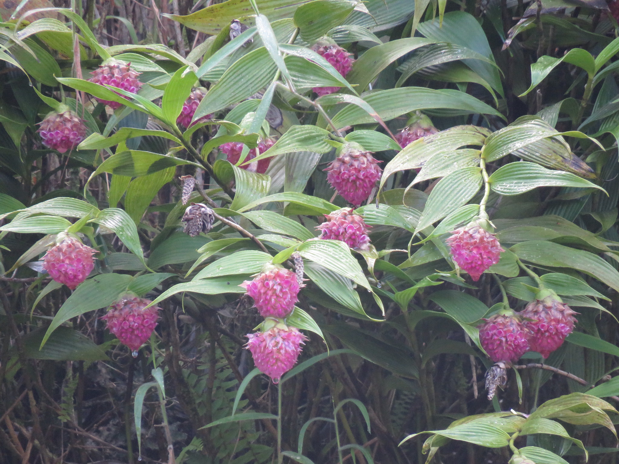 Elleanthus capitatus (Poepp. & Endl.) Rchb.f.