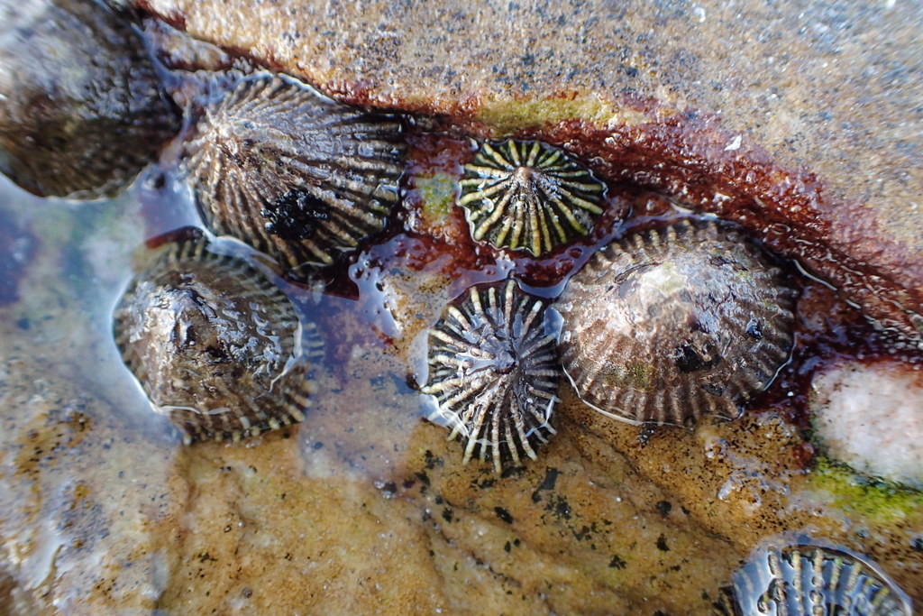 Siphonaria serrata (Fischer von Waldheim, 1807)