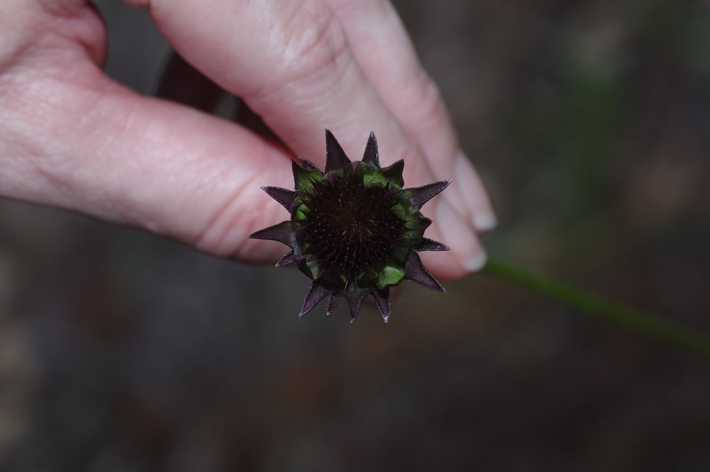 Rayless Sunflower from Orange County, FL, USA on September 27, 2020 at ...