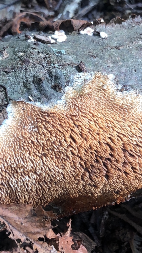 Milk-white Toothed Polypore from Catoctin Mountain Park, Sabillasville ...