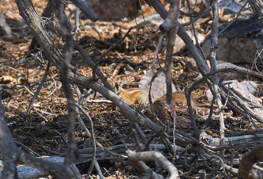 Panamint Chipmunk from Inyo County, CA, USA on September 26, 2020 at 12 ...