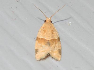 Garden Tortrix in September 2020 by privatenoaccess · iNaturalist
