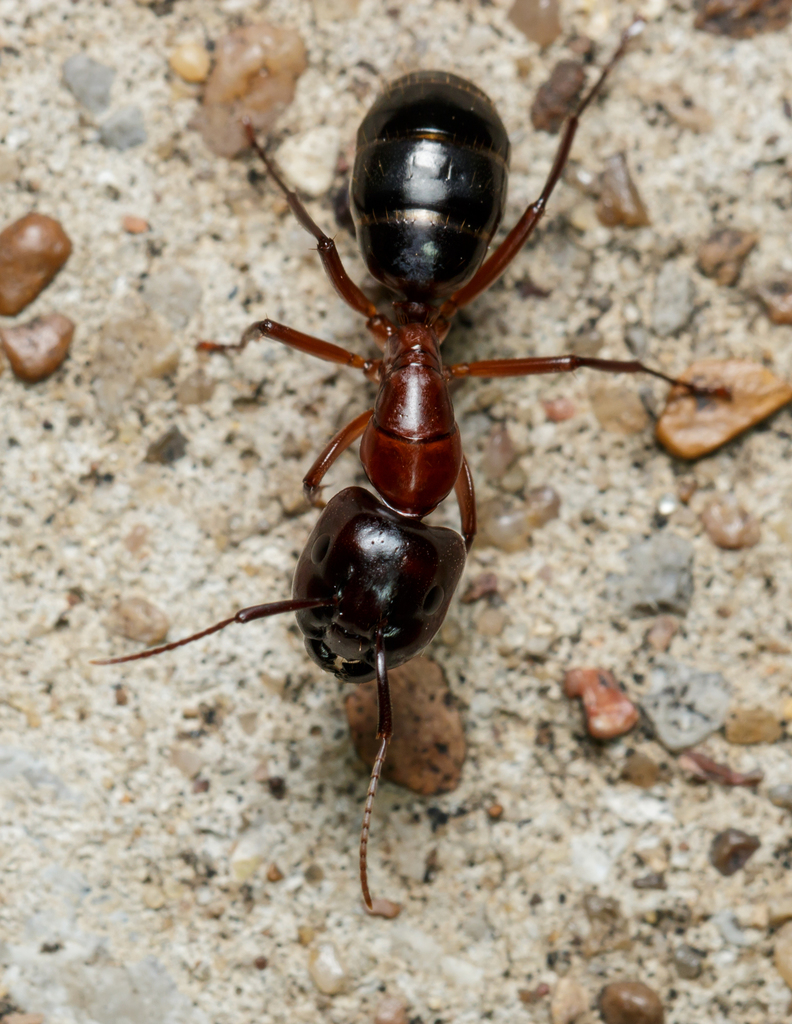 Texas Carpenter Ant (Reqqus ) · iNaturalist