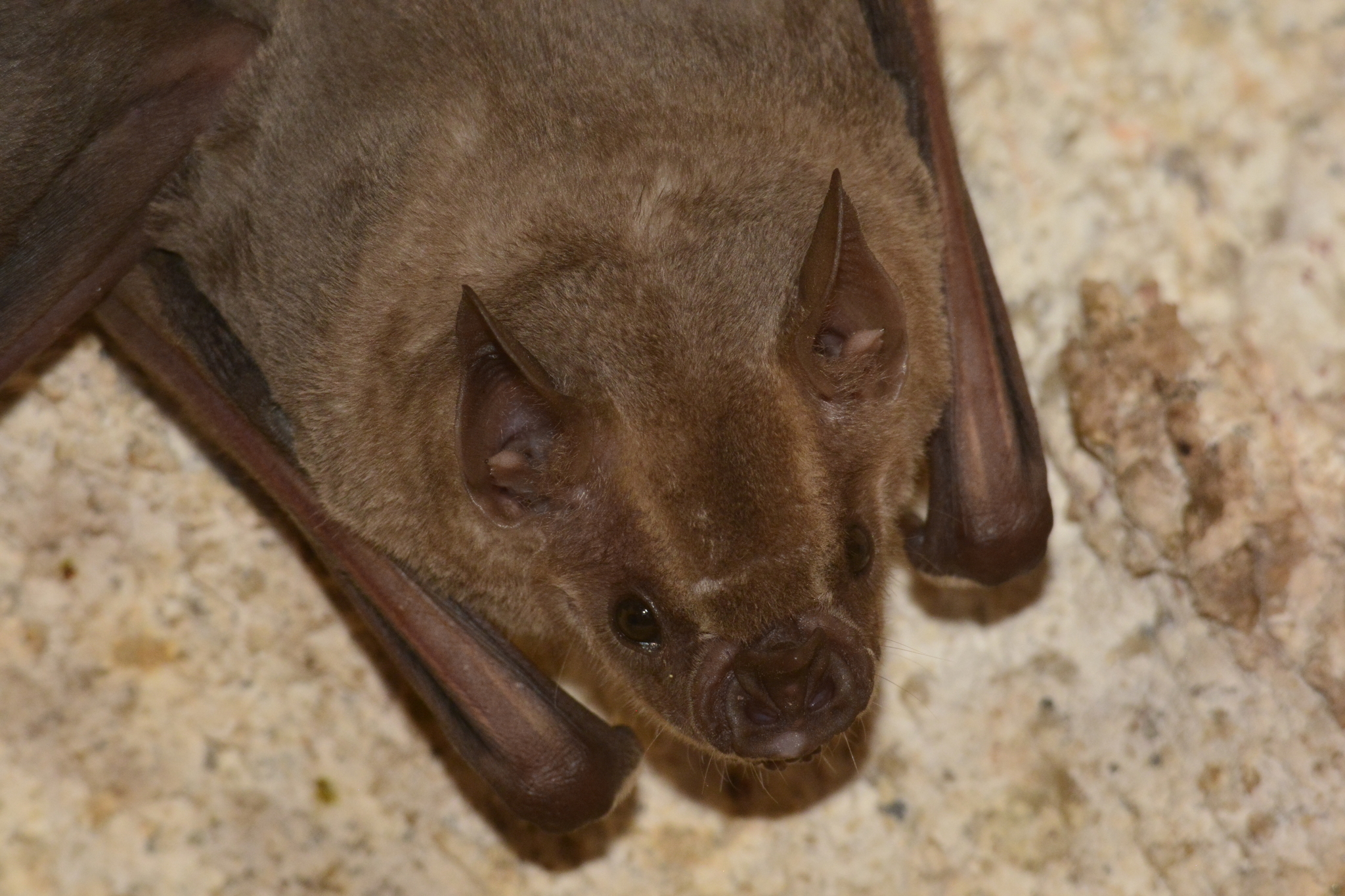Artibeus planirostris (Spix, 1823)
