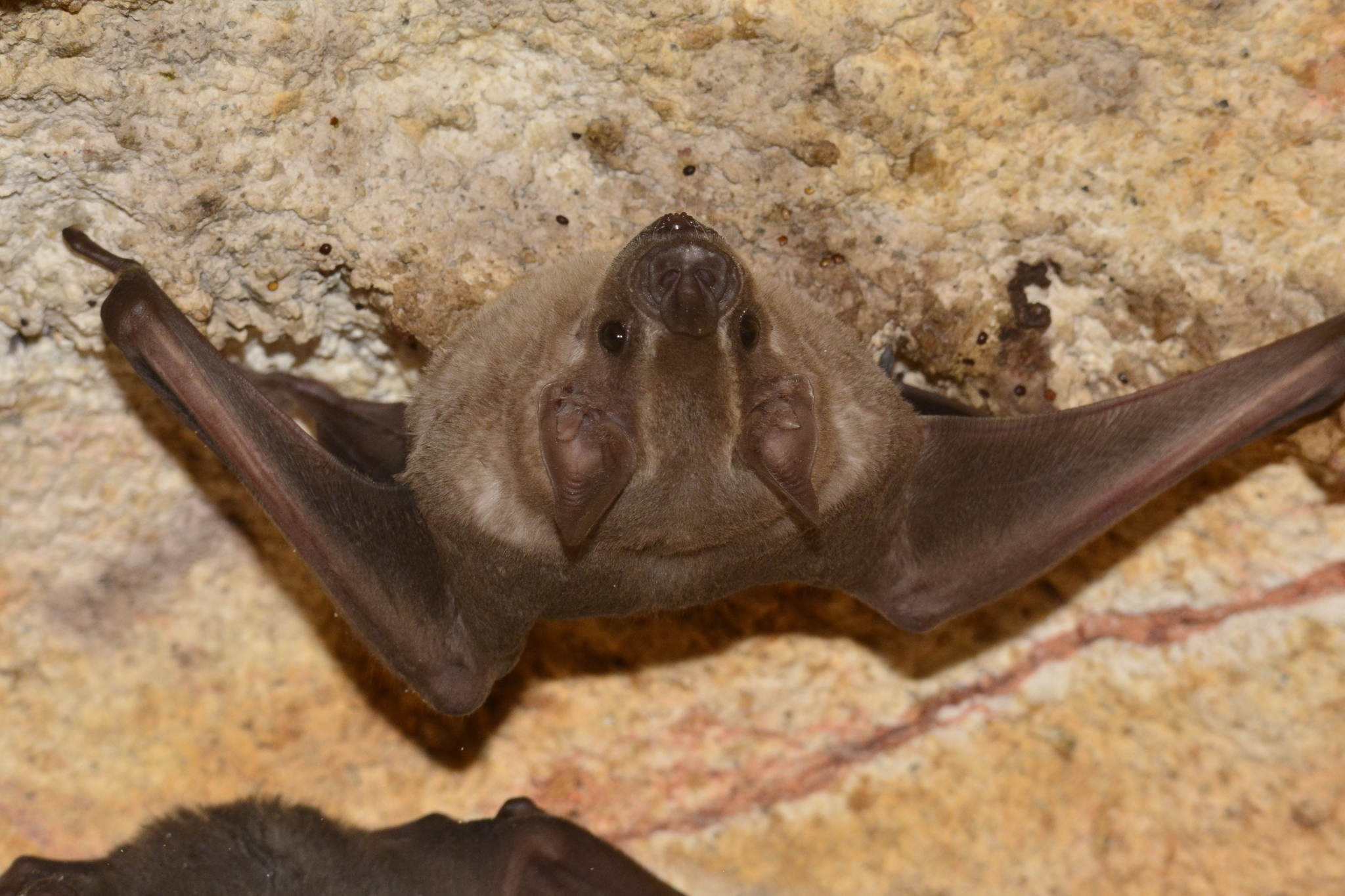 Artibeus planirostris (Spix, 1823)