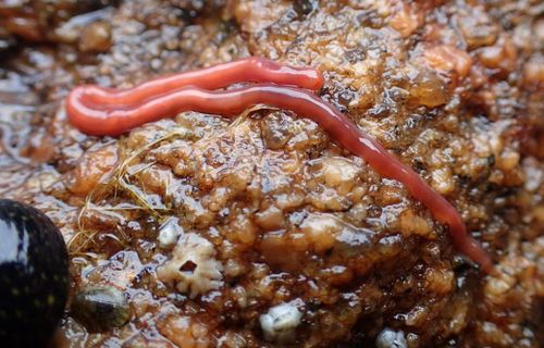 Observations by wbnz · iNaturalist