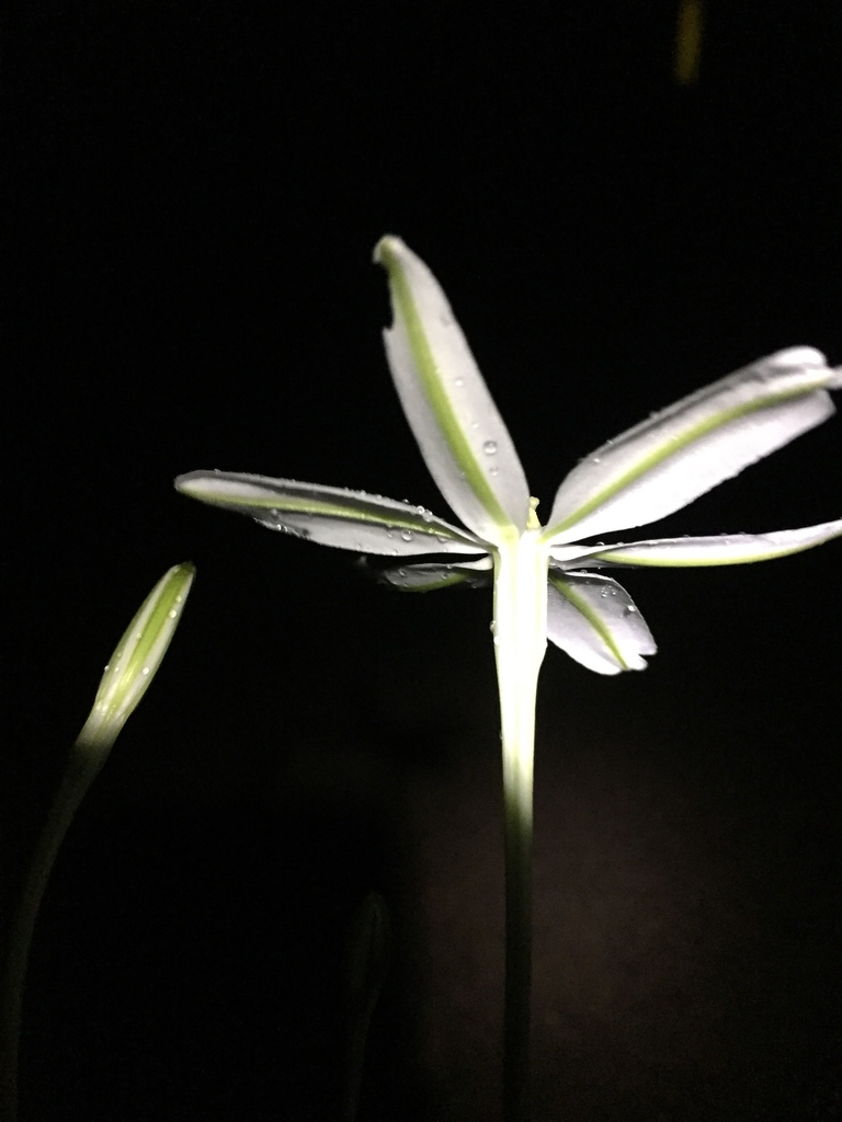 Mexican star (Milla biflora) - Botanical Realm