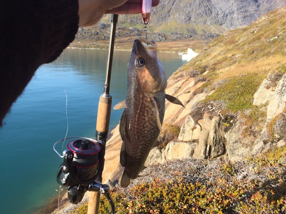 Pacific Cod (Gadus macrocephalus) - Marine Life Identification