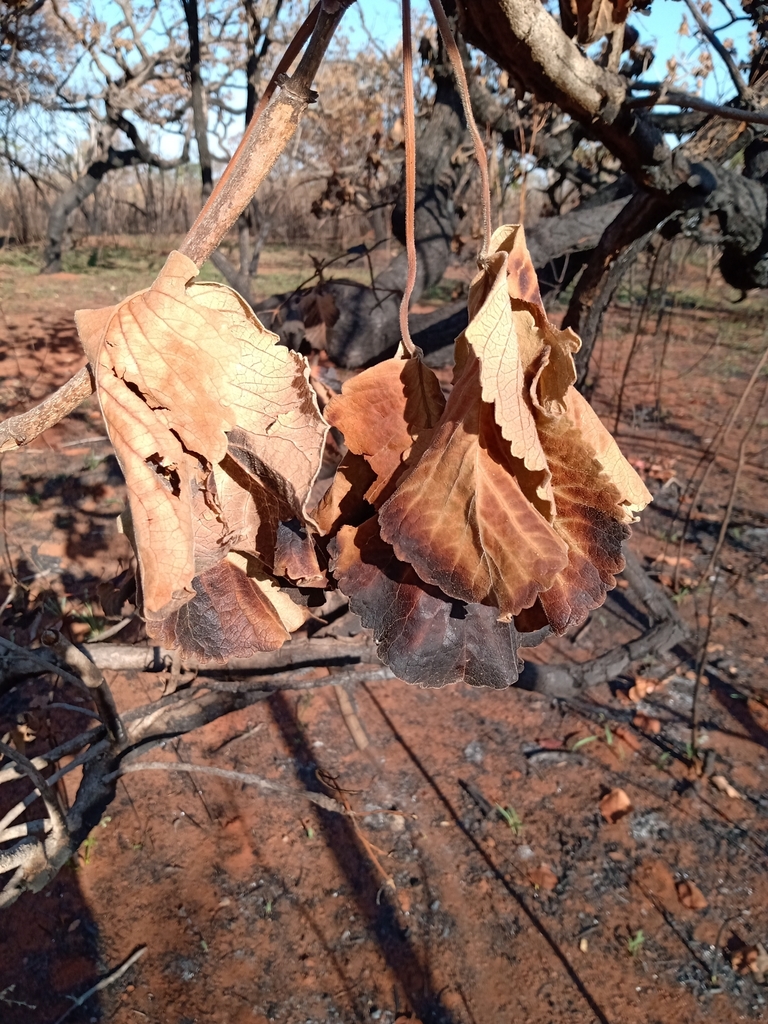 Pekea Nut from Via Unb - Casa do Estudante Universitário, s/n ...