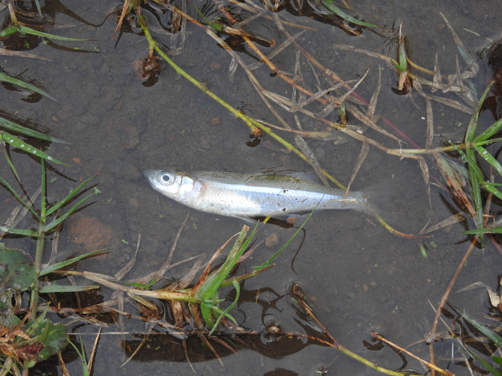 Chirostoma humboldtianum (Valenciennes, 1835)