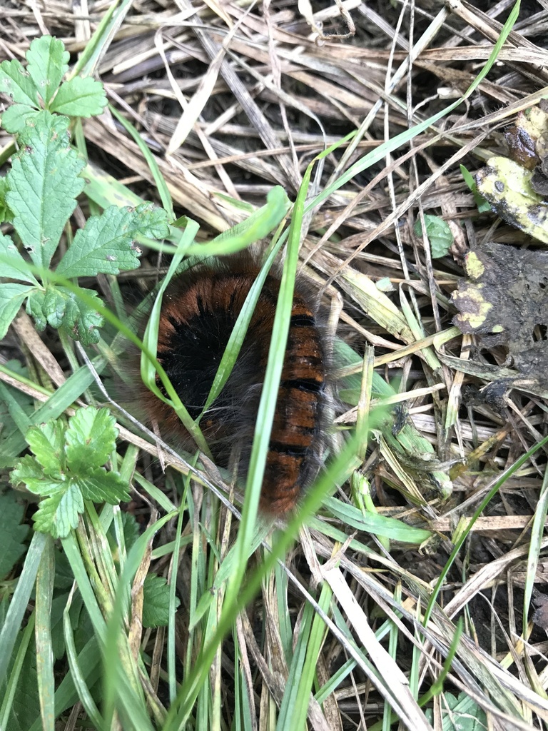 Fox Moth from Naturpark Fränkische Schweiz - Veldensteiner Forst, Bad ...