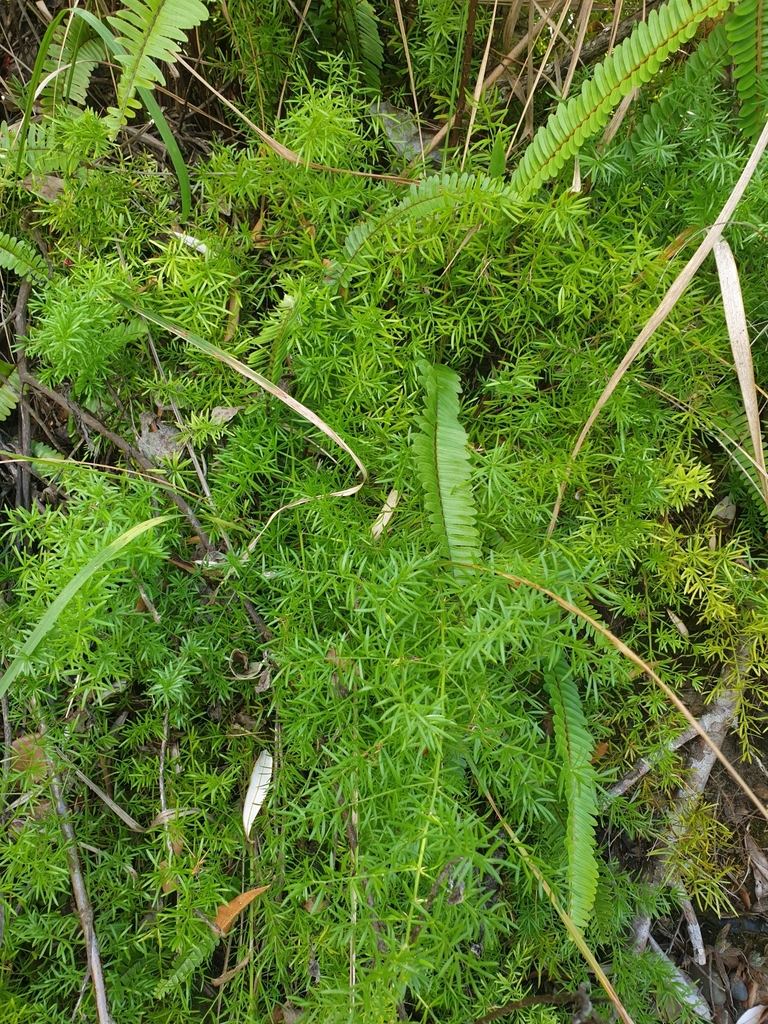 African Asparagus from Byron Bay NSW 2481, Australia on September 28 ...