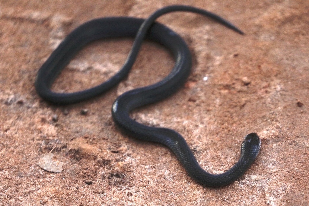 Colubrine Snakes from Orientale, CD on September 26, 2020 at 05:55 PM ...