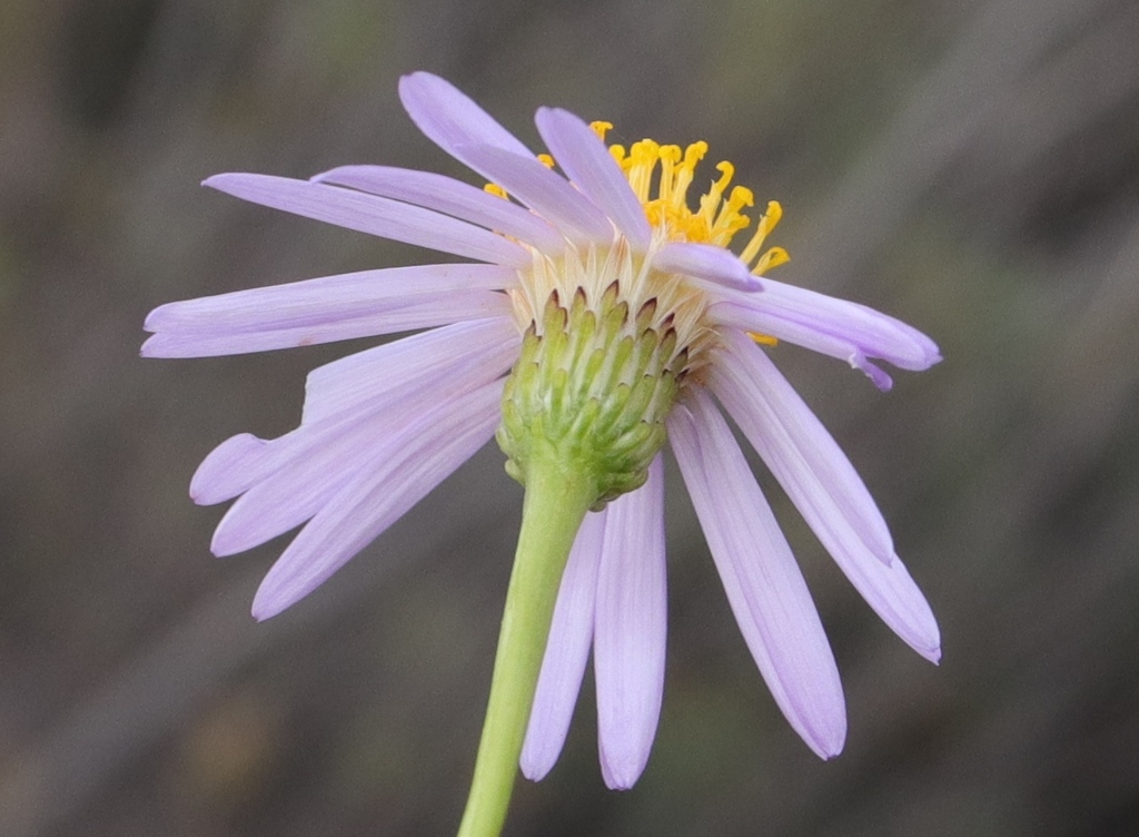 Fine Felicia (Plants of the Tygerberg Nature Reserve) · iNaturalist