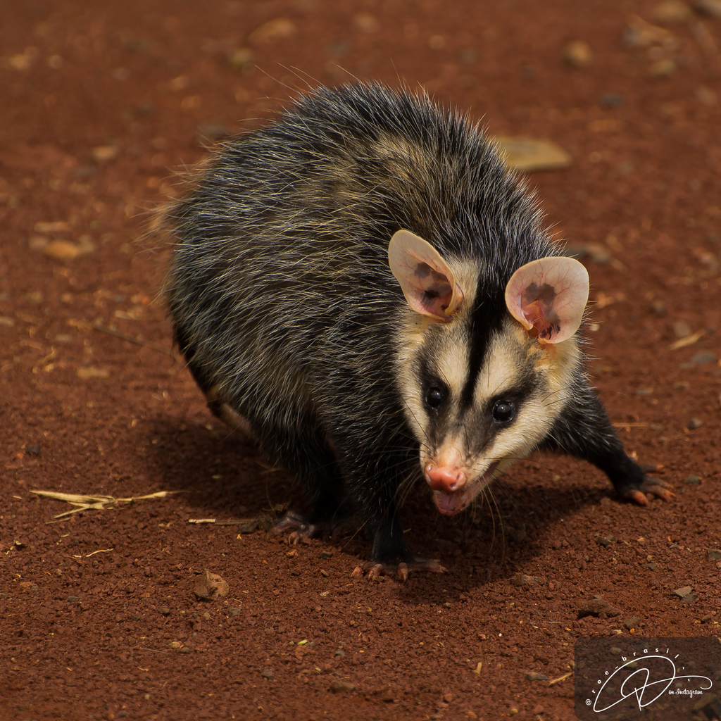 Large American Opossums (Didelphis) - Know Your Mammals