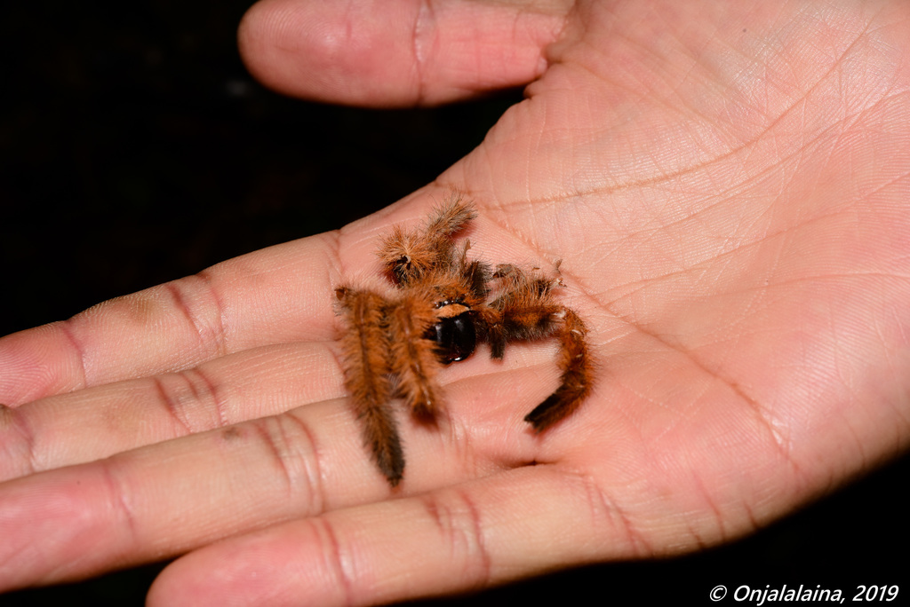 Lion Spider from Alaotra-Mangoro, MG-TM, MG on November 12, 2019 at 12: ...