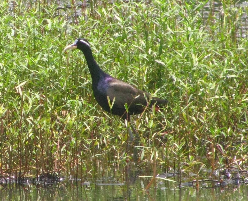 Bronze-winged Jacana (Flora and Fauna of Bandhavgarh National Park ...