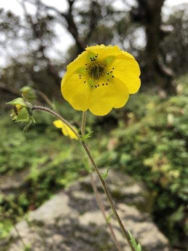 Geum elatum · iNaturalist Mexico