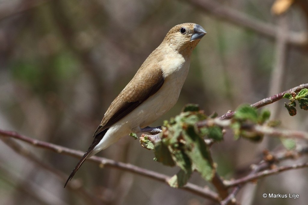 African Silverbill [I] (Biodiversity of the Four Seasons Resort ...