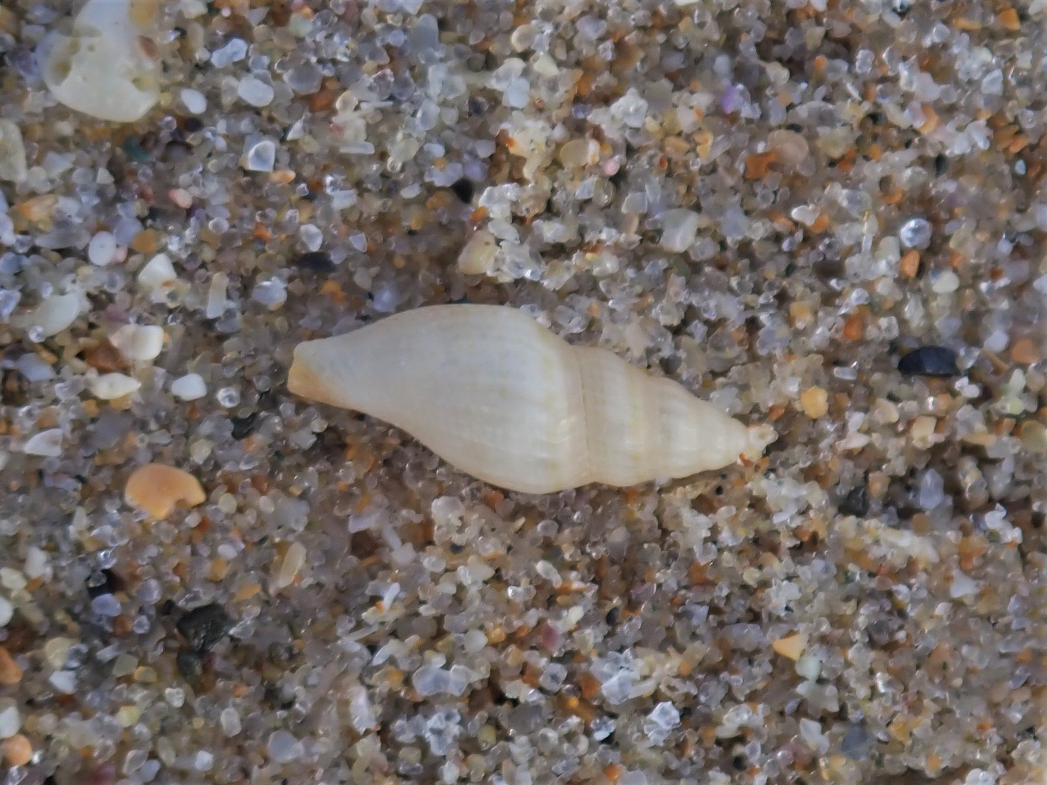 Guraleus tasmanicus (Tenison Woods, 1876)