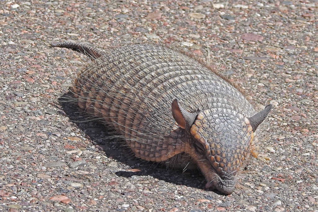 Screaming Hairy Armadillo from Vinchina, La Rioja, Argentina on ...