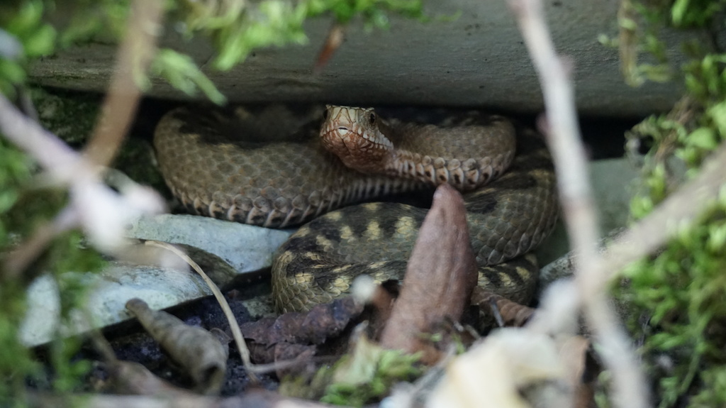 Orlov's Viper in July 2019 by Roman_Terentev · iNaturalist