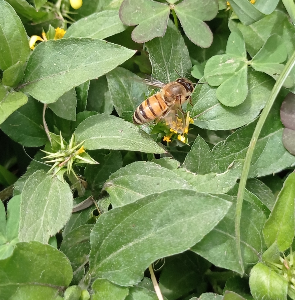 Western Honey Bee from Sector 3, San Isidro, Perú on September 28, 2020 ...