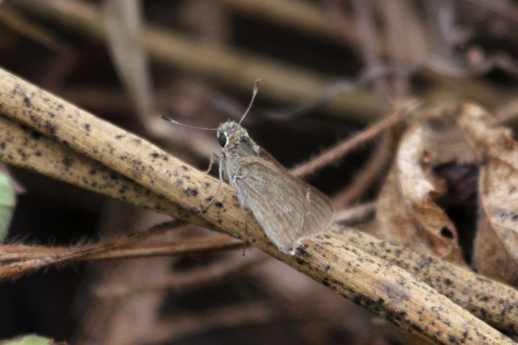 Dark Pygmy Skipper from Lufilyo Swamp, Tanzania on July 11, 2014 at 04: ...