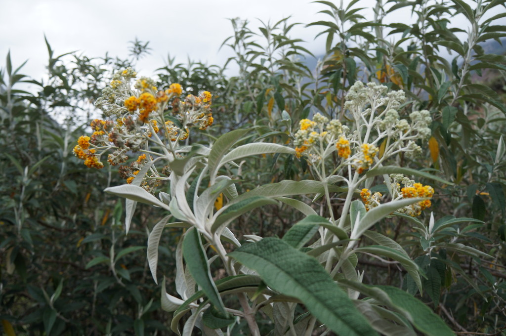 (Buddleja longifolia) - Botanical Realm
