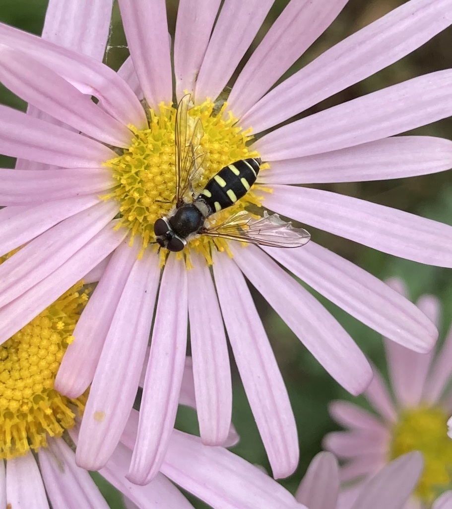 Syrphini from Douglasdale, Calgary, AB T2Z, Canada on September 28 ...