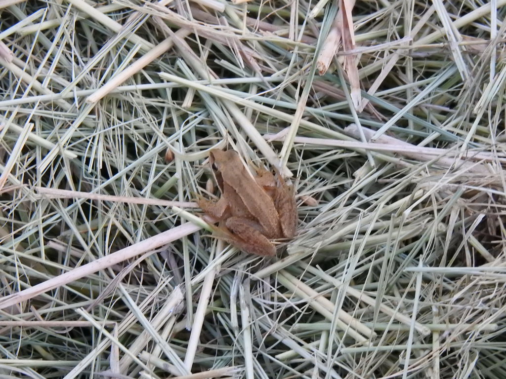 Korean Brown Frog from Icheon-si, Gyeonggi-do, South Korea on September ...