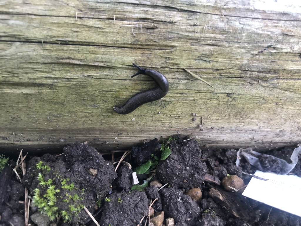 Arion Slugs from Newton, Surrey, BC, Canada on September 27, 2020 at 05 ...