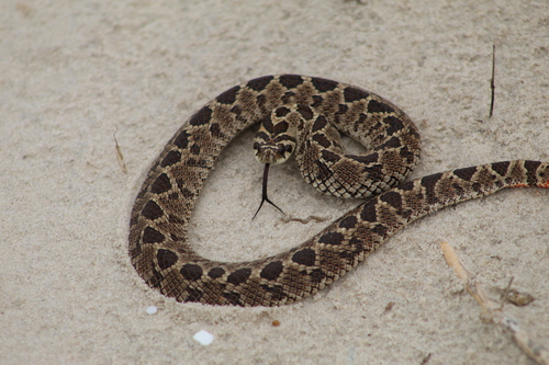 South American Hognose Snake (Xenodon dorbignyi) - Snakes and Lizards