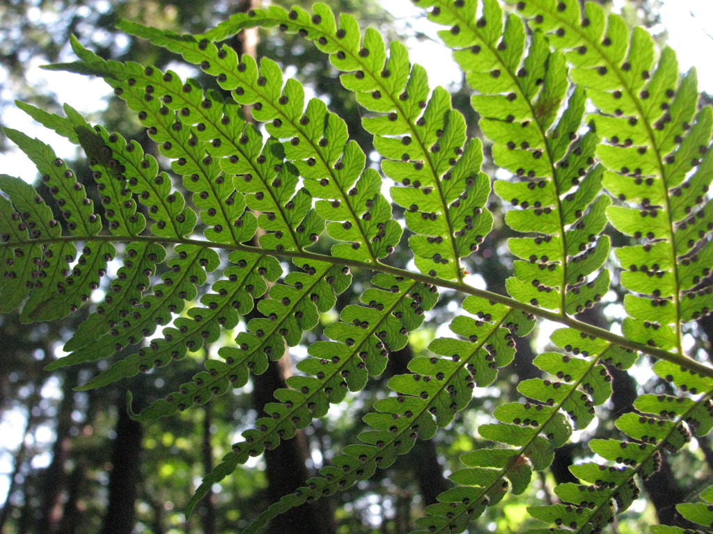 shieldfern family (Ferns of the Pacific Northwest) · iNaturalist