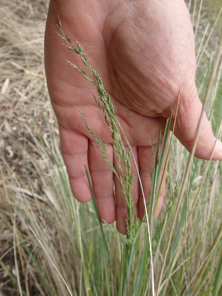 common tussock grass (Poa labillardierei) - Botanical Realm