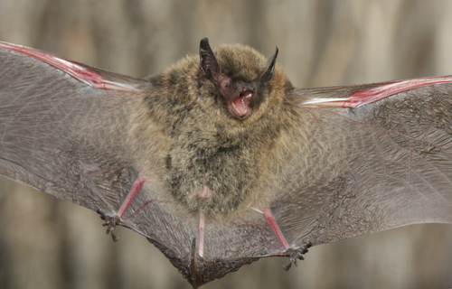 Long-legged Myotis (Wildlife of Boyd Lake State Park) · iNaturalist