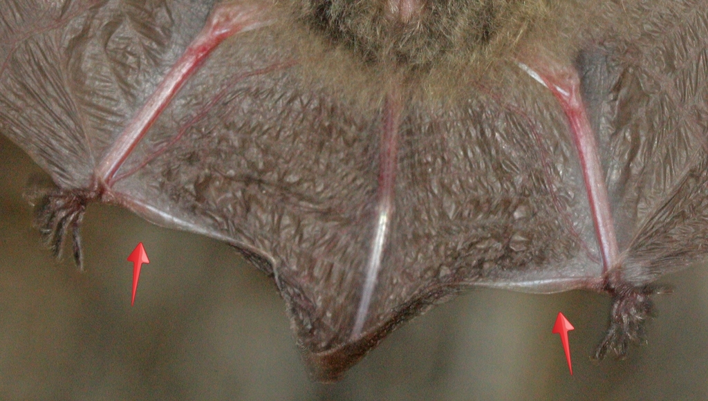 Long-legged Myotis (Wildlife of Boyd Lake State Park) · iNaturalist