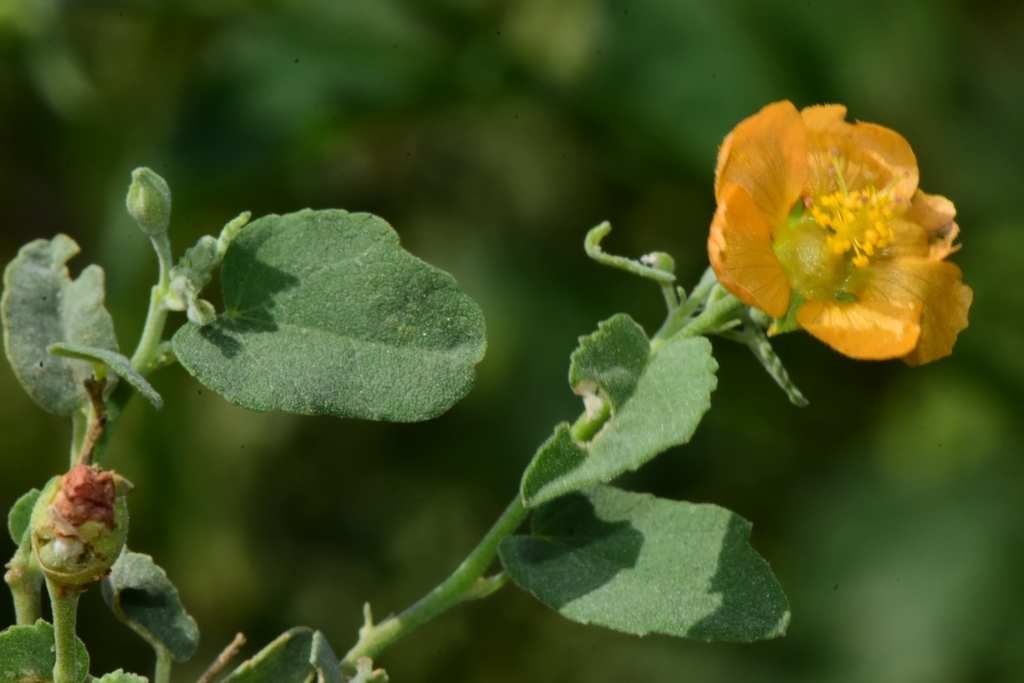 sweet Indian Mallow from Cameron/Cross Park, Austin, TX 78753, USA on ...