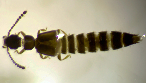 Genus Thinobius · iNaturalist