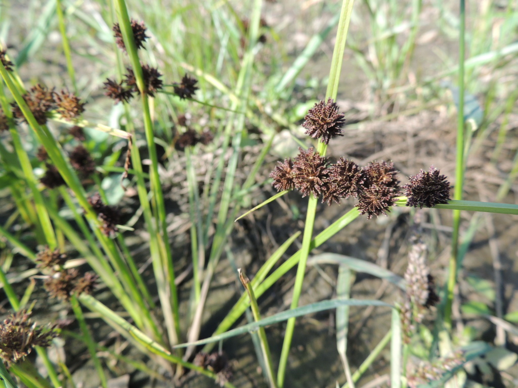 Variable Flatsedge from Тамбовский р-н, Амурская обл., Россия on ...