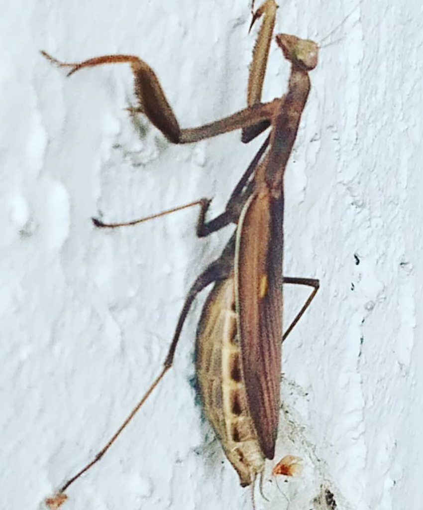 European Mantis from Manchester, TN 37355, USA on September 26, 2020 at ...