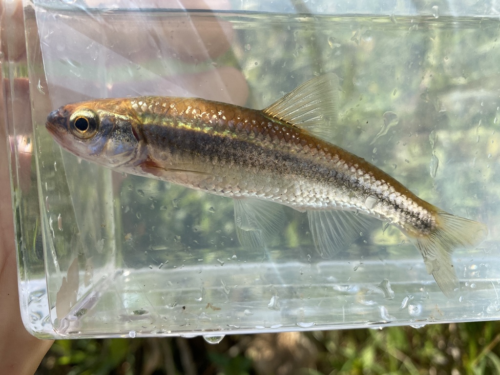 Cardinal Shiner (Luxilus cardinalis) - Marine Life Identification