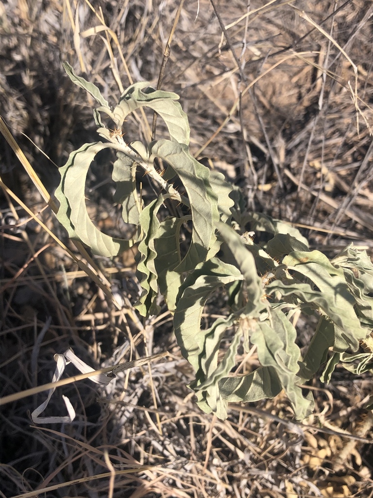 silverleaf nightshade from Valley of Fires, Nogal, NM, US on September ...
