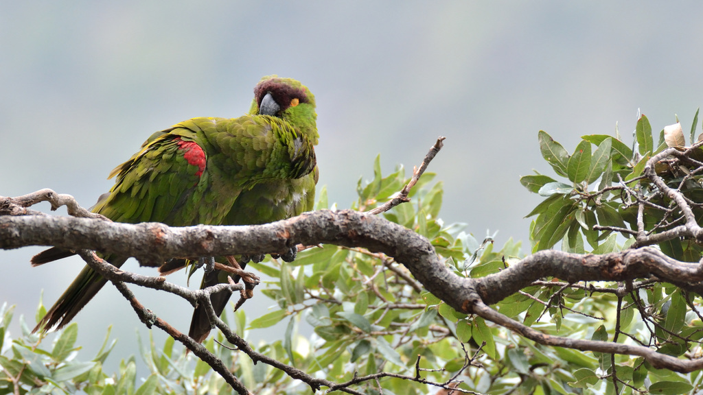 Maroon-fronted Parrot in September 2020 by aguilargm · iNaturalist
