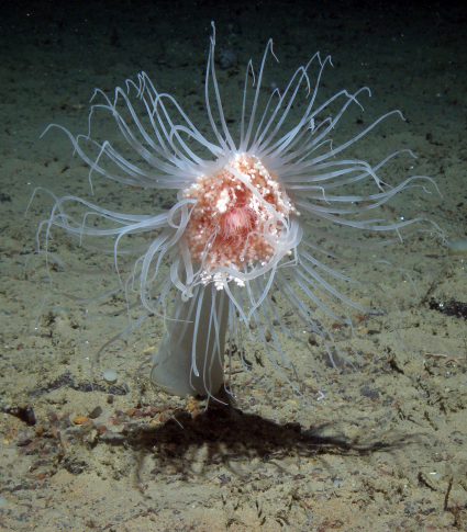 オオウミヒドラ属 (Corymorpha)