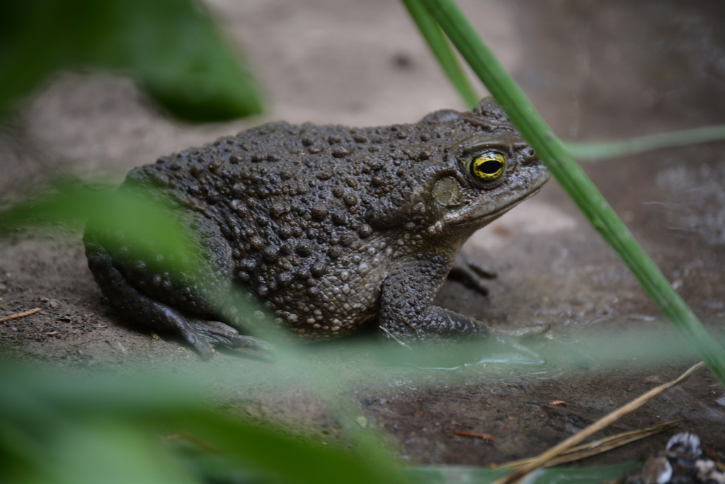Beaked Toads from jamaica Catriel, Río Negro, Argentina on January 22 ...